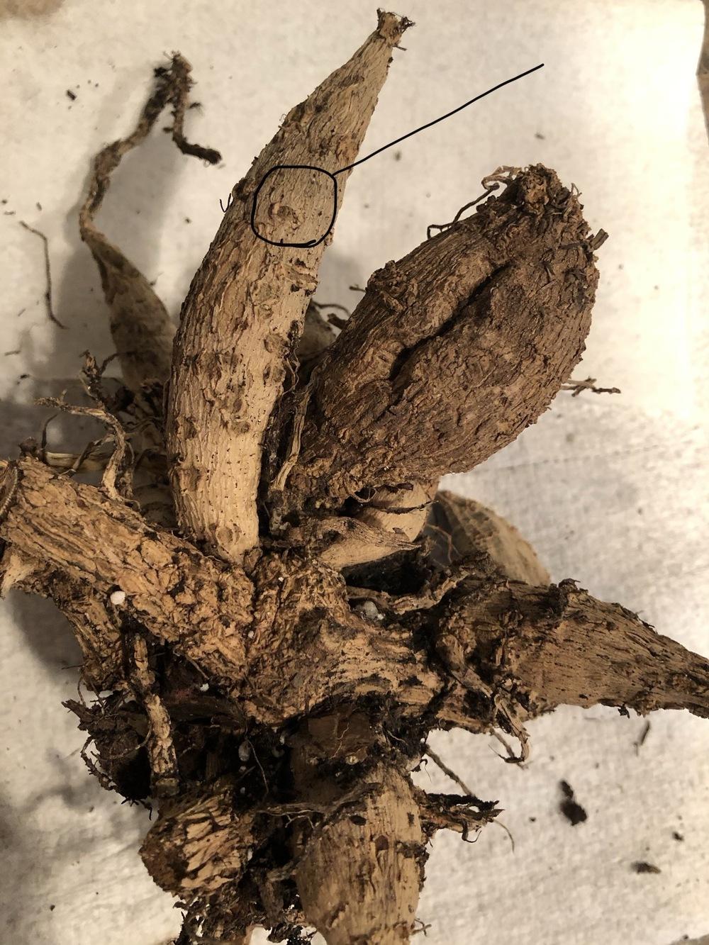 Nematodes on dahlia roots in the Dahlias forum - Garden.org