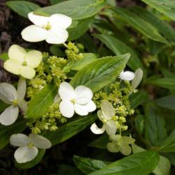 Chinese Hydrangea (Hydrangea chinensis Golden Crane®) in the Hydrangeas ...