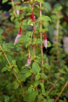 Photo of the bloom of Lady's Eardrops (Fuchsia 'Lady Bacon') posted by ...