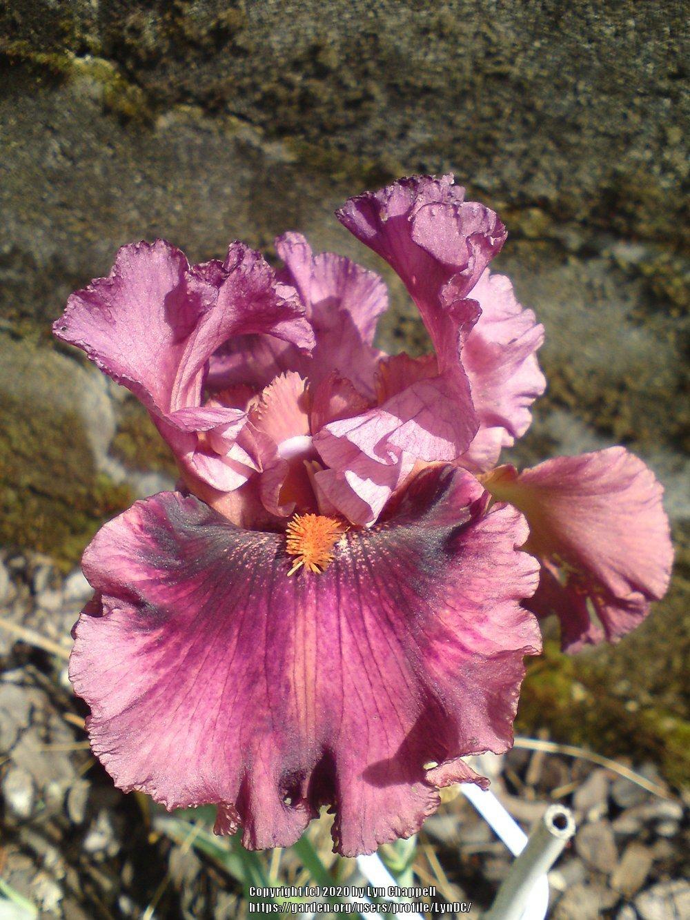 Tall Bearded Iris (Iris 'Cherry Sorbet') in the Irises Database - Garden.org