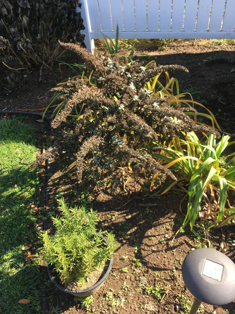 Pruning Dwarf Butter Fly & Bee Balm in the Ask a Question forum ...