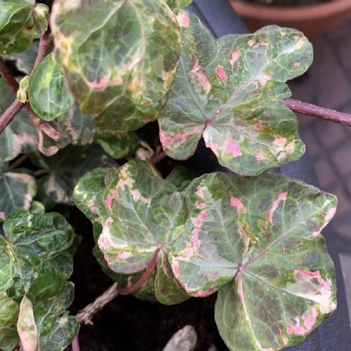English Ivy (Hedera helix 'Golden Ingot') - Garden.org