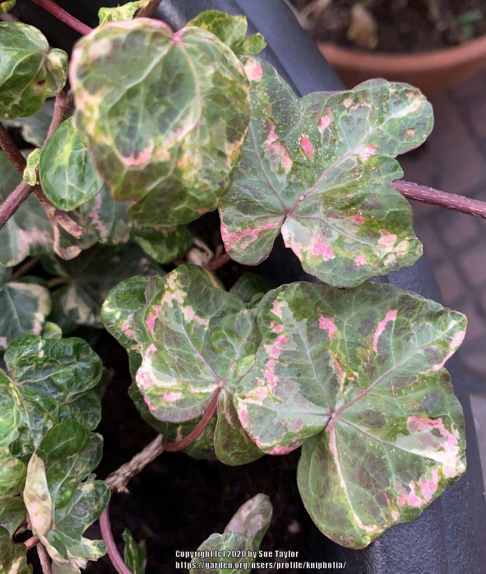 English Ivy (Hedera helix 'Golden Ingot') - Garden.org