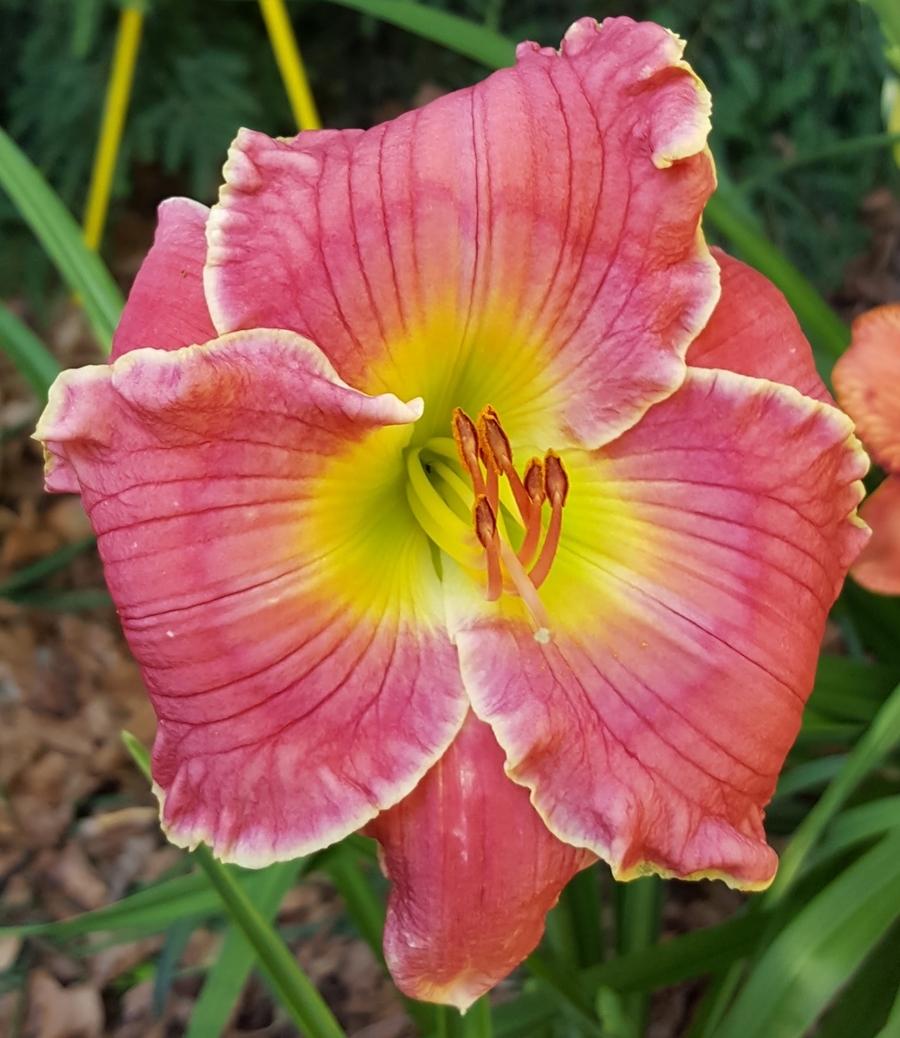 Daylily (Hemerocallis 'Ancient Chinese Secret') in the Daylilies ...