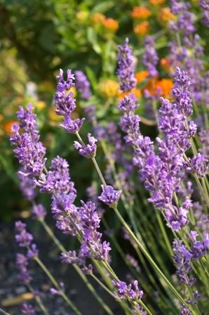 Lavender (Lavandula angustifolia 'Fiona English') in the Lavenders ...