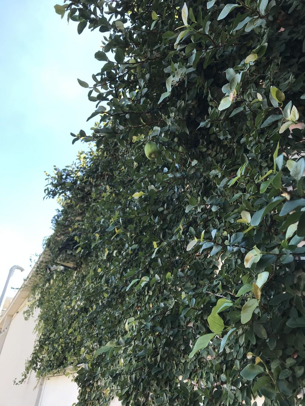 Hello from Willinator, I have grown various plants in my gardens in the ...