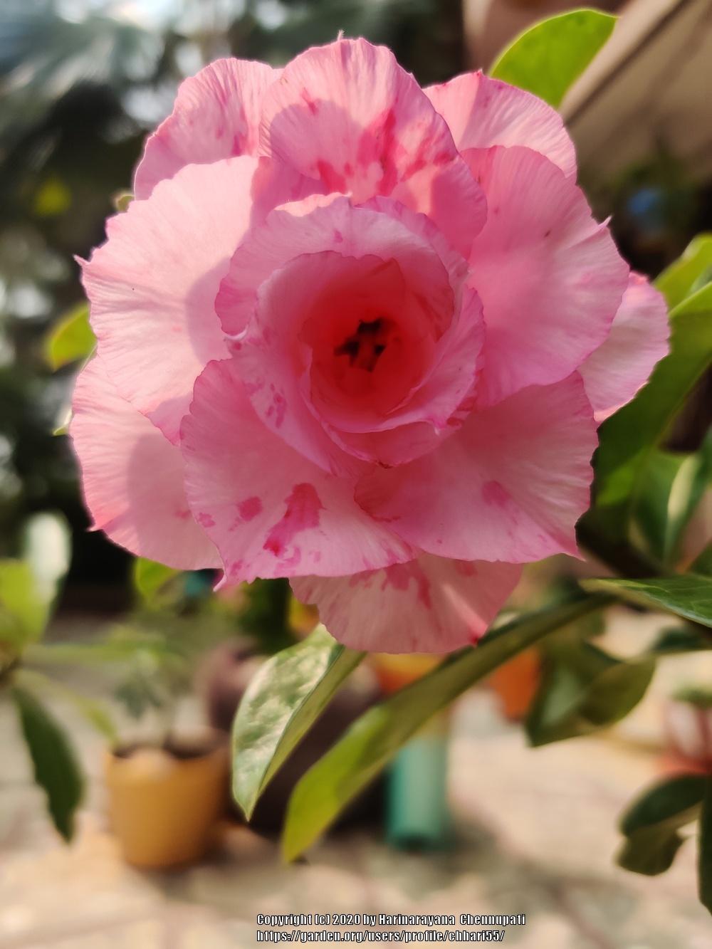 Adeniums: Plant Care and Collection of Varieties - Garden.org