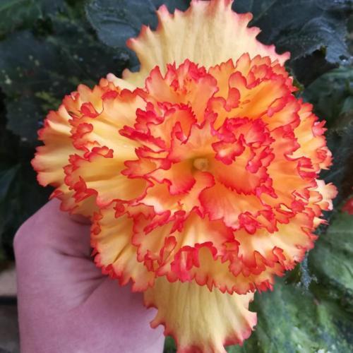 Roseform Begonia (Begonia x tuberhybrida 'Picotee Sunburst') in the ...