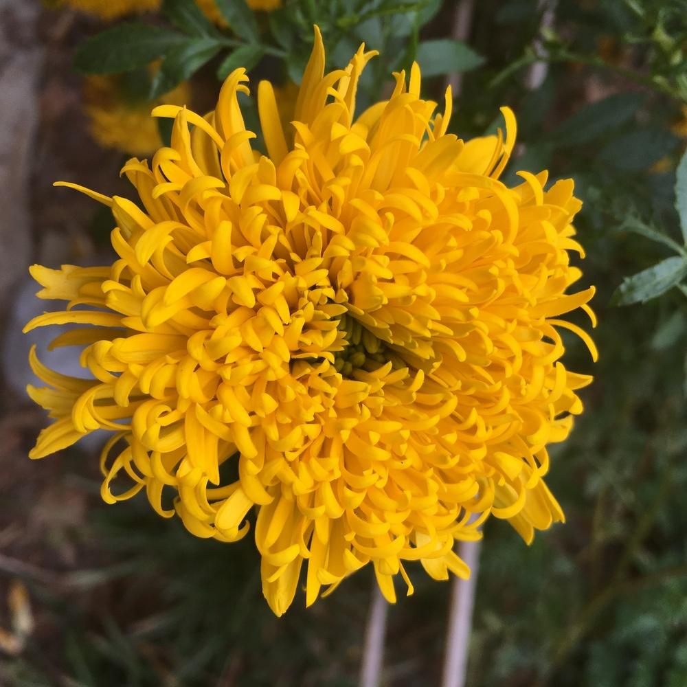 Photo of the bloom of Marigold (Tagetes 'Mission Giant Yellow') posted ...