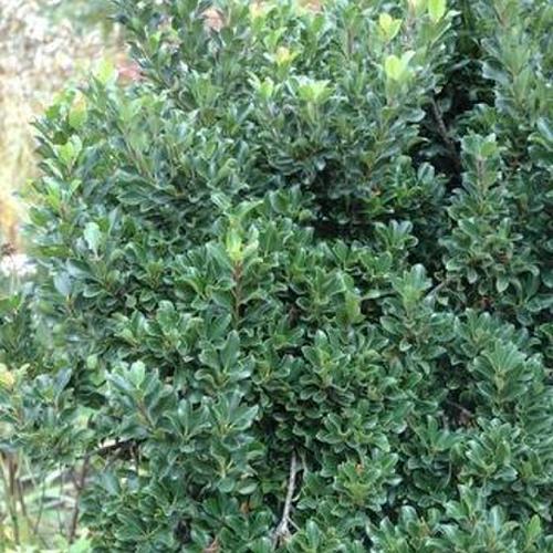 Dwarf Yeddo Hawthorn (Rhaphiolepis indica var. umbellata 'Minor ...