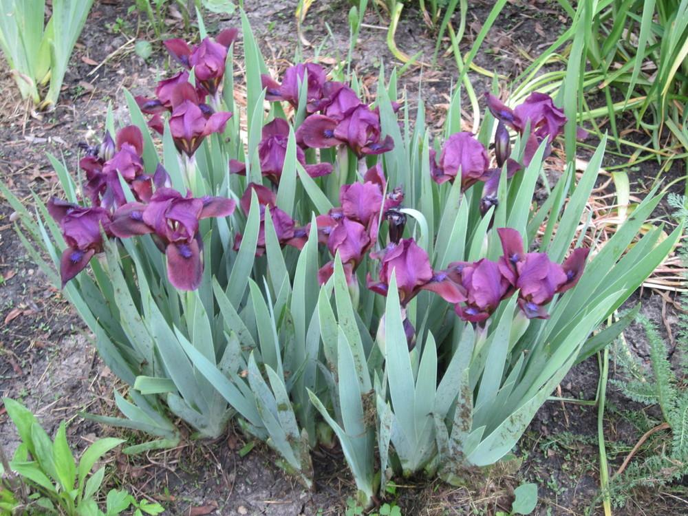 Standard Dwarf Bearded Iris (Iris 'Candy Apple') in the Irises Database ...