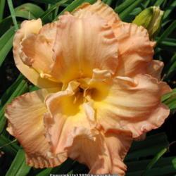 Daylily (Hemerocallis 'Angelic Grin') in the Daylilies Database ...