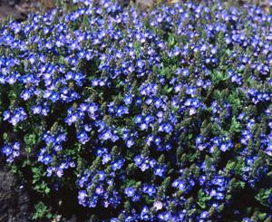 Photo of the entire plant of Speedwell (Veronica 'Waterperry Blue ...