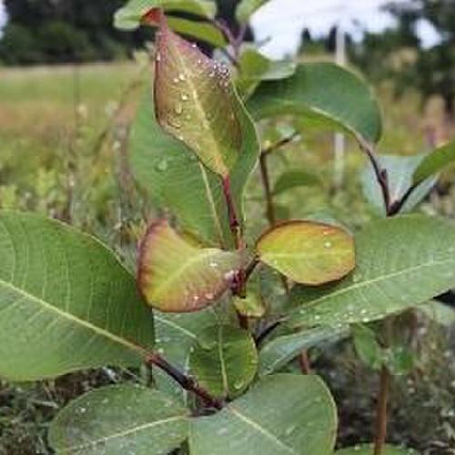 Willow (Salix magnifica) - Garden.org
