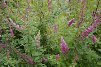 Photo of the entire plant of Hardhack (Spiraea douglasii) posted by Joy ...