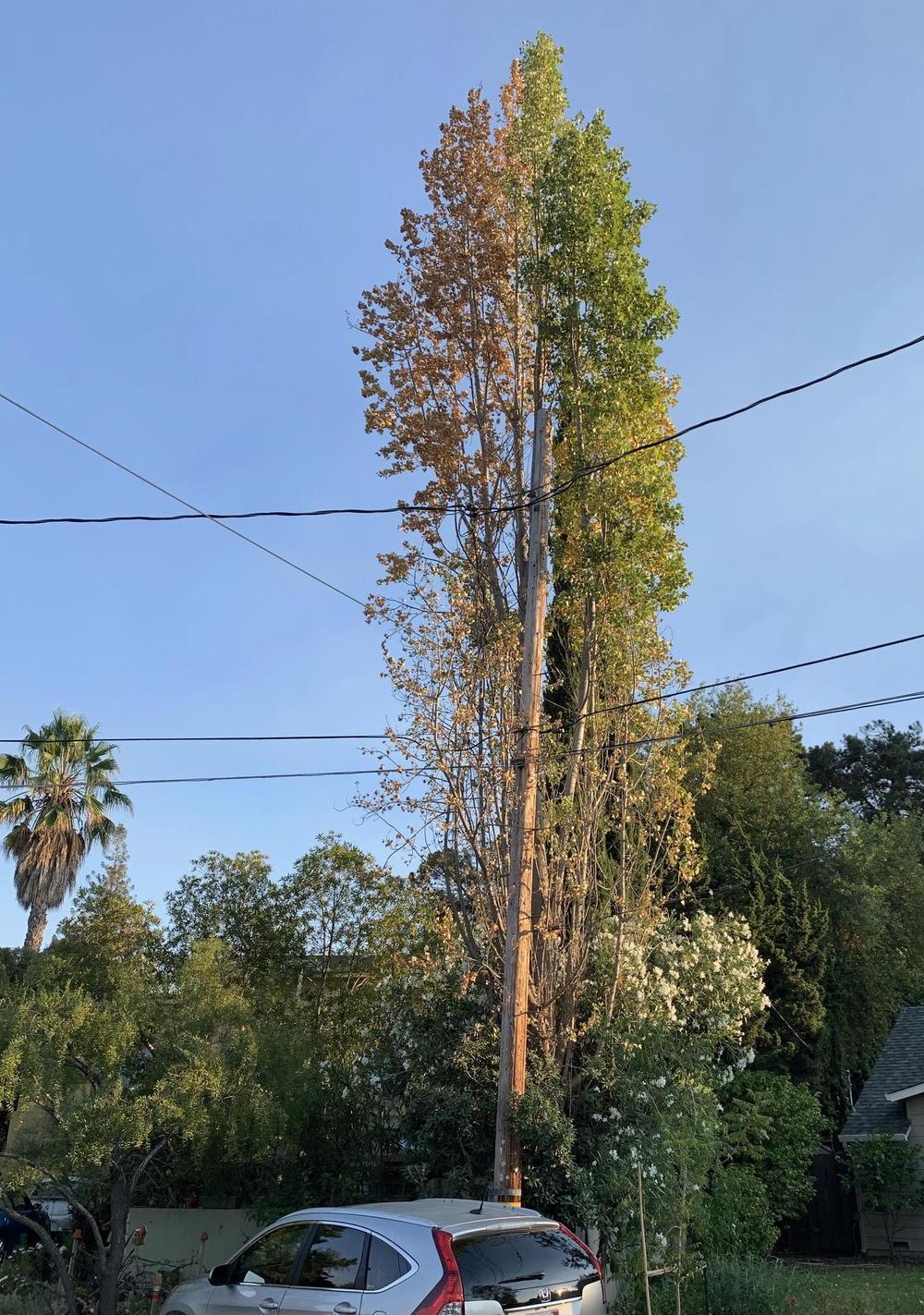 Italian Lombardy Poplar - New Shoots From Cut Trunk? in the Trees and ...
