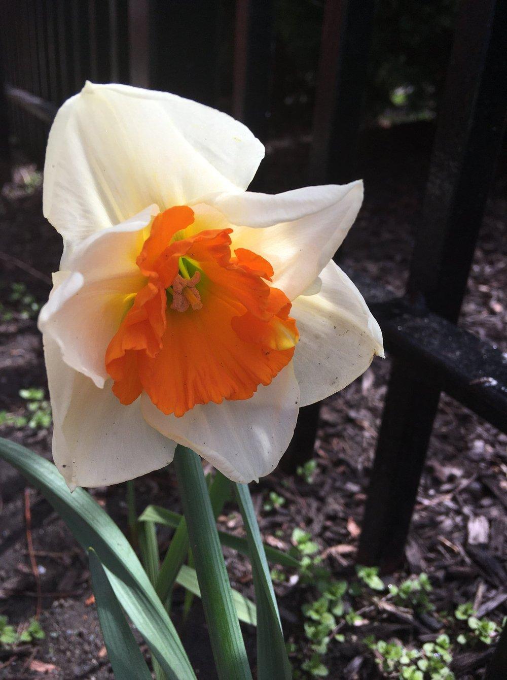 Large Cupped Daffodil (Narcissus 'Gentle Giant') in the Daffodils ...