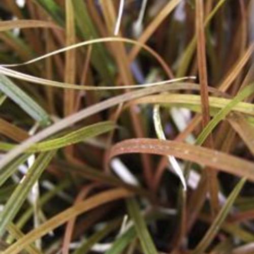 Red Hook Sedge (Carex punicea 'Firedance') in the Sedges Database ...