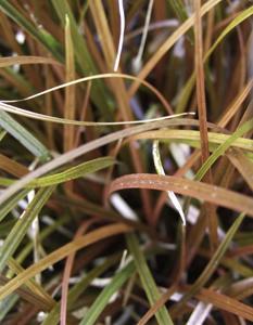 Red Hook Sedge (Carex punicea 'Firedance') in the Sedges Database ...
