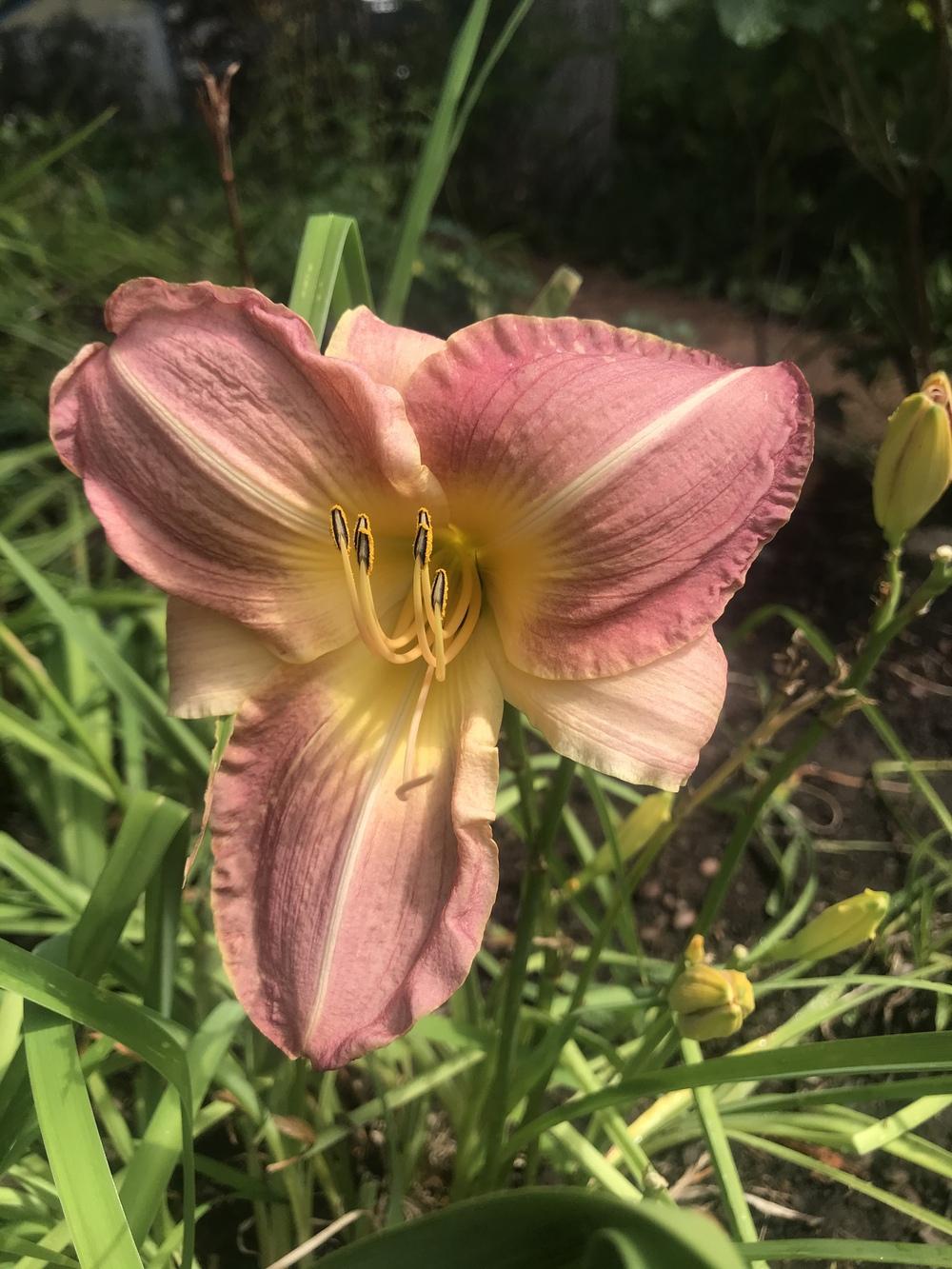 Photo of the bloom of Daylily (Hemerocallis 'George Caleb Bingham ...