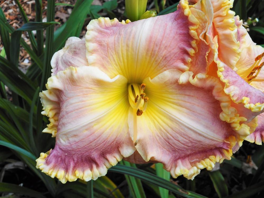 Photo of the bloom of Daylily (Hemerocallis 'Gary Bannerman') posted by ...