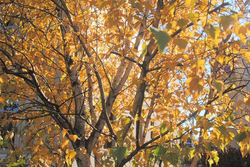 Photo of the fall color of Gray birch (Betula populifolia) posted by ...