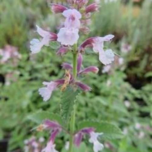 Dwarf Cat Mint (Nepeta 'Pink Pixie') in the Catmints Database - Garden.org
