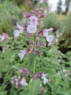 Dwarf Cat Mint (Nepeta 'Pink Pixie') in the Catmints Database - Garden.org