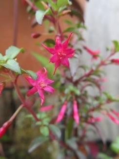 Fuchsia (Fuchsia microphylla 'Steel 'n Stars') in the Fuchsias Database ...