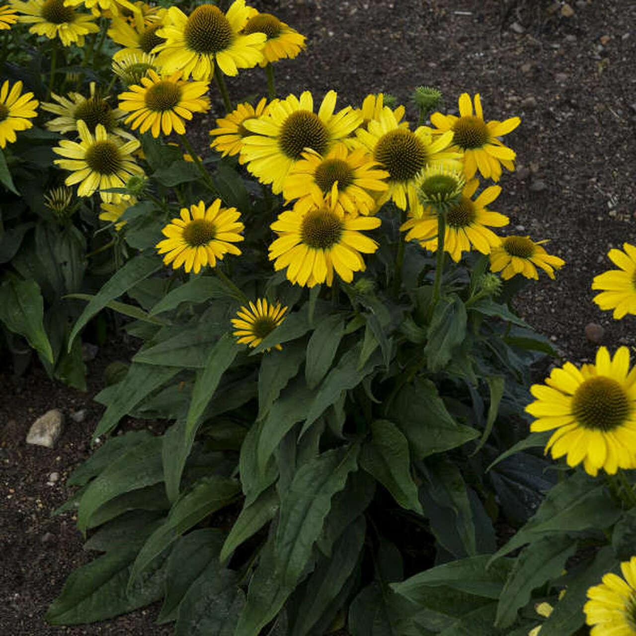 Photo of the entire plant of Coneflower (Echinacea Color Coded™ Yellow ...