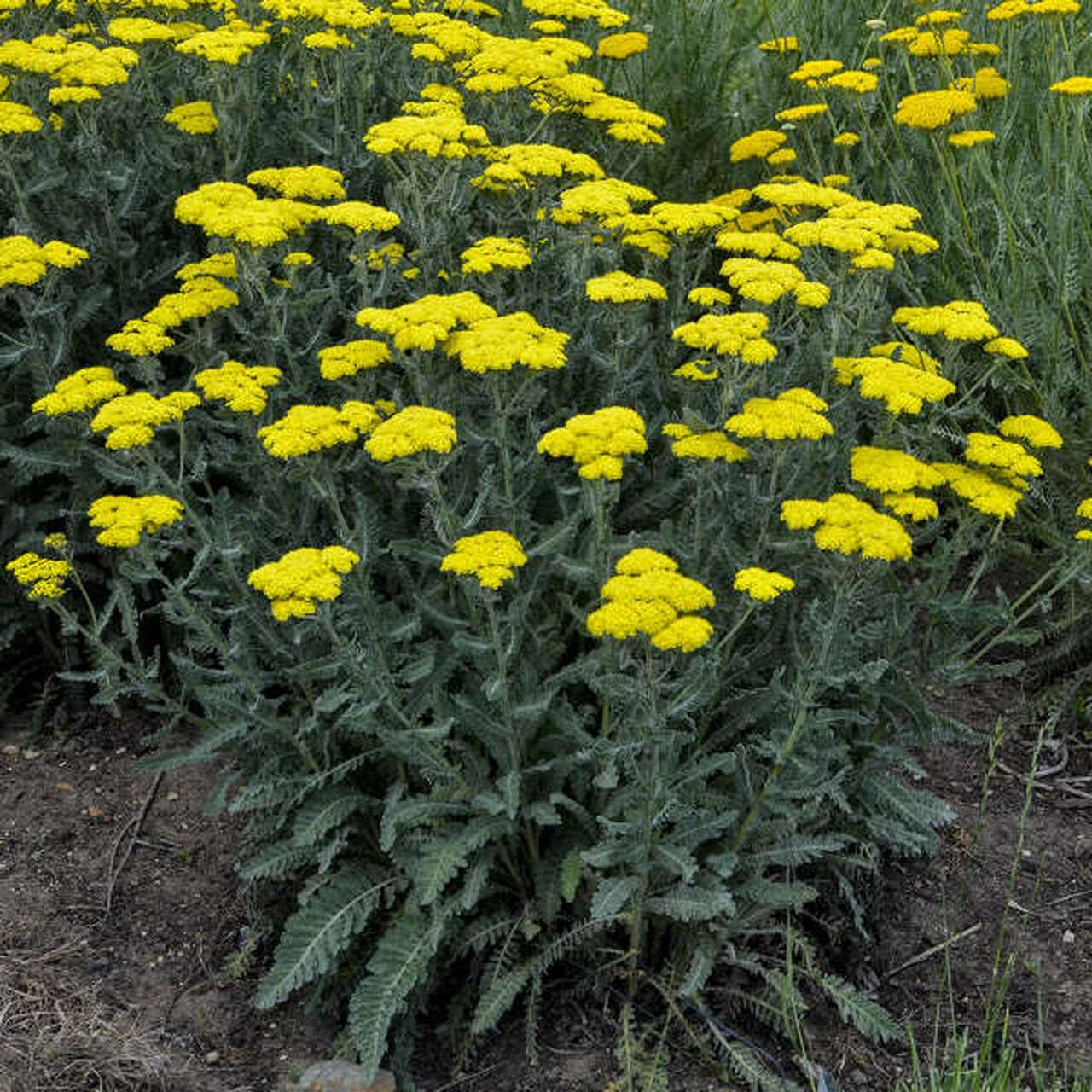 Yarrow (Achillea 'Sassy Summer Silver') in the Yarrows Database ...