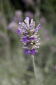 Lavender (Lavandula 'Jennifer') in the Lavenders Database - Garden.org