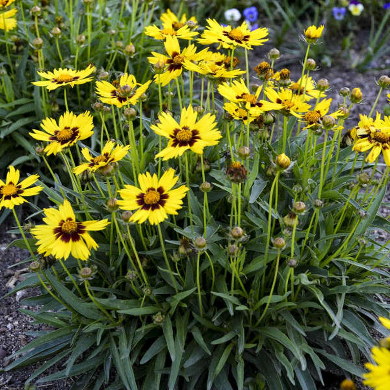 Photo of the entire plant of Tickseed (Coreopsis grandiflora 'Sunkiss ...
