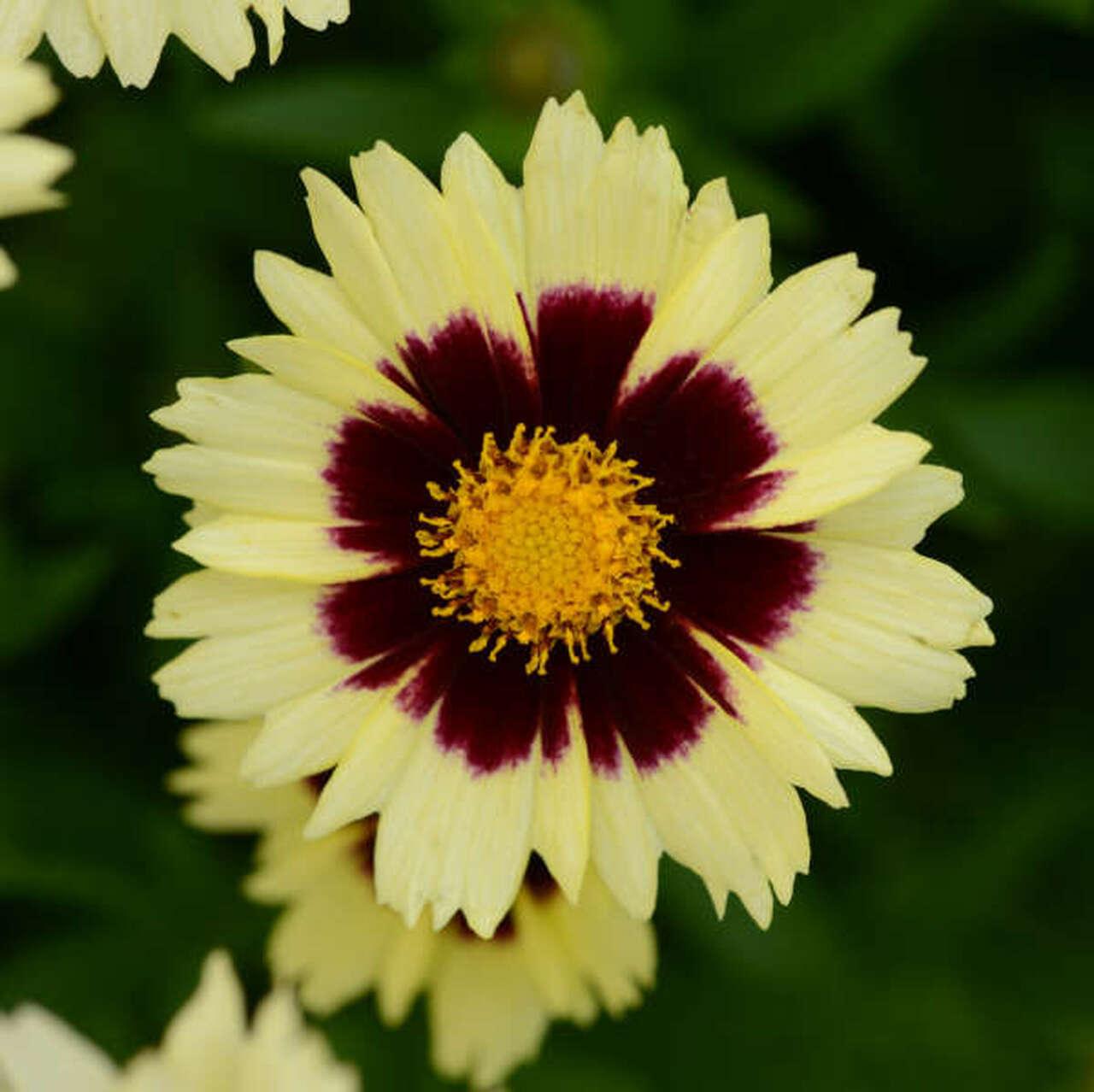 Tickseed (Coreopsis UpTick™ Cream & Red) in the Tickseeds Database ...