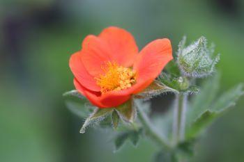 Avens (Geum coccineum 'Fire Lake') - Garden.org