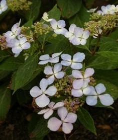Hydrangea (Hydrangea serrata 'Caerulea Lace') in the Hydrangeas ...