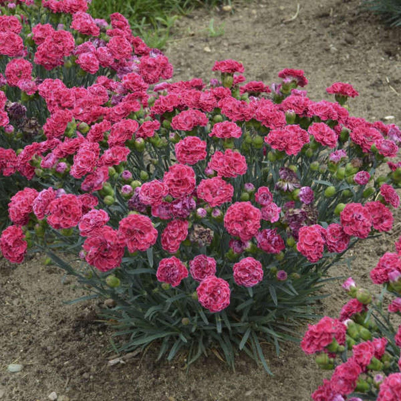 Dianthus Fruit Punch® Raspberry Ruffles in the Dianthus Database ...