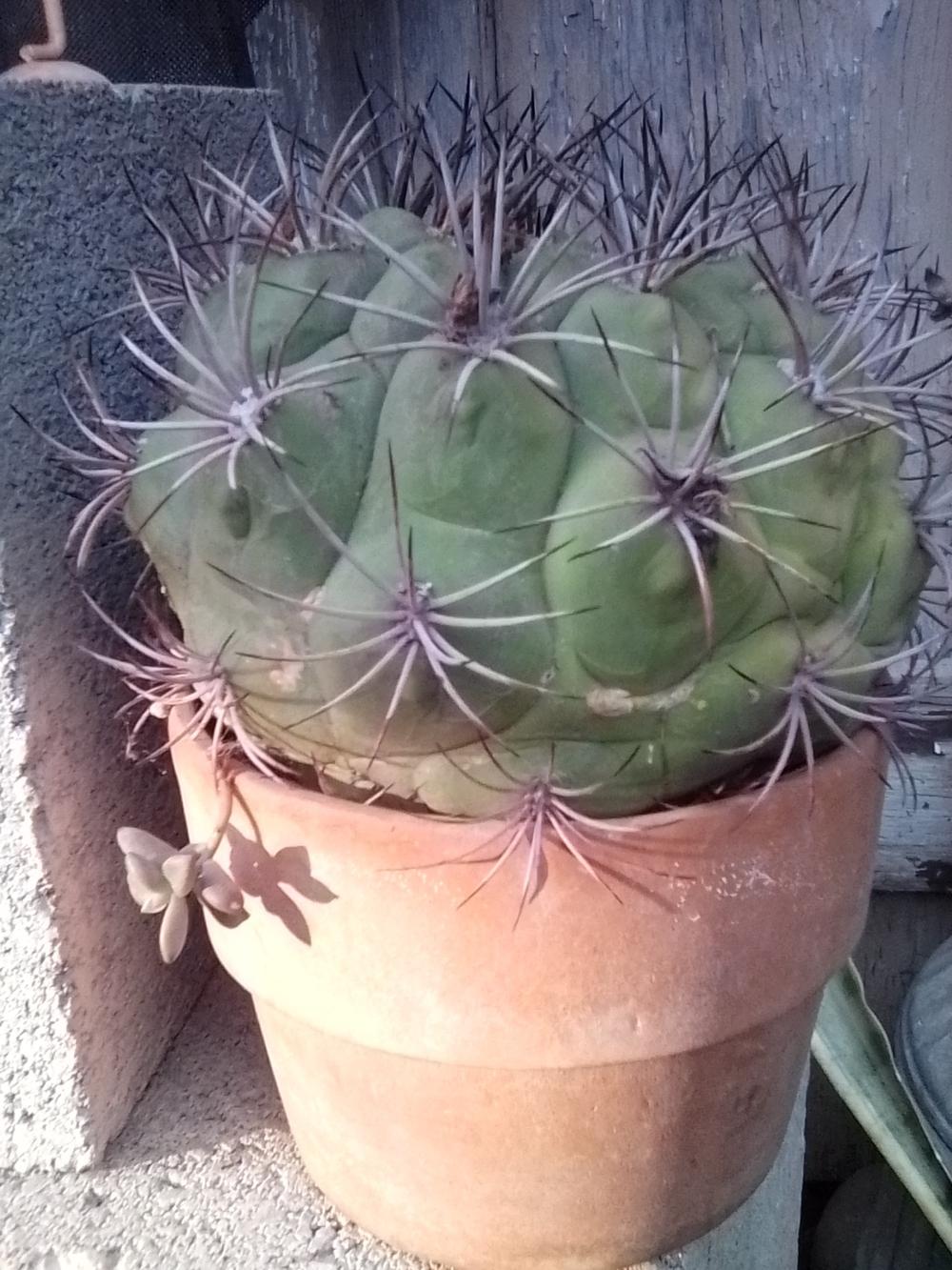 Moving cactus in ground in the Cactus and Succulents forum - Garden.org