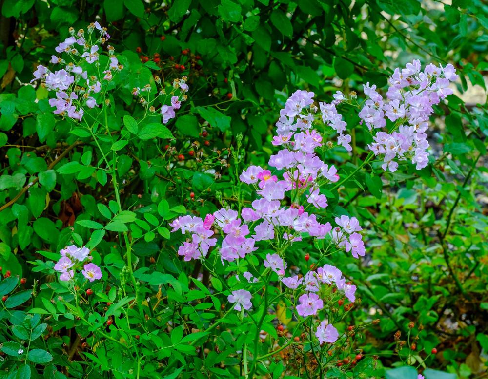 Rose (Rosa 'Blue Mist') in the Roses Database - Garden.org