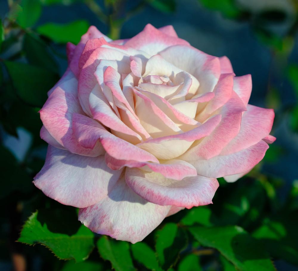 Rose (Rosa 'Pinkerbelle') in the Roses Database - Garden.org