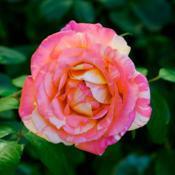 Rose (Rosa 'Peach Swirl') in the Roses Database - Garden.org