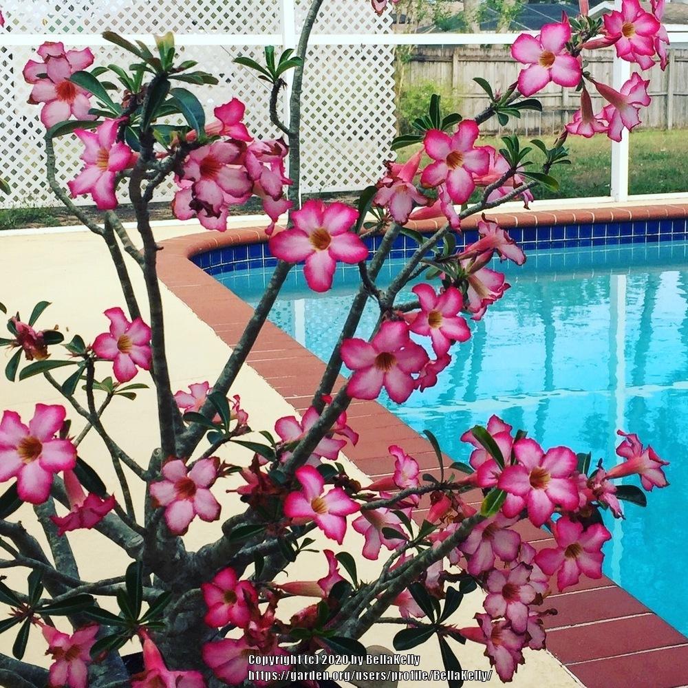 Adeniums: Plant Care and Collection of Varieties - Garden.org