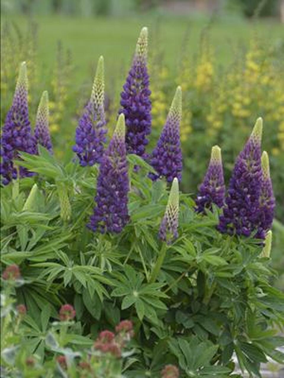 Photo of the entire plant of Dwarf Lupine (Lupinus 'Popsicle Blue ...