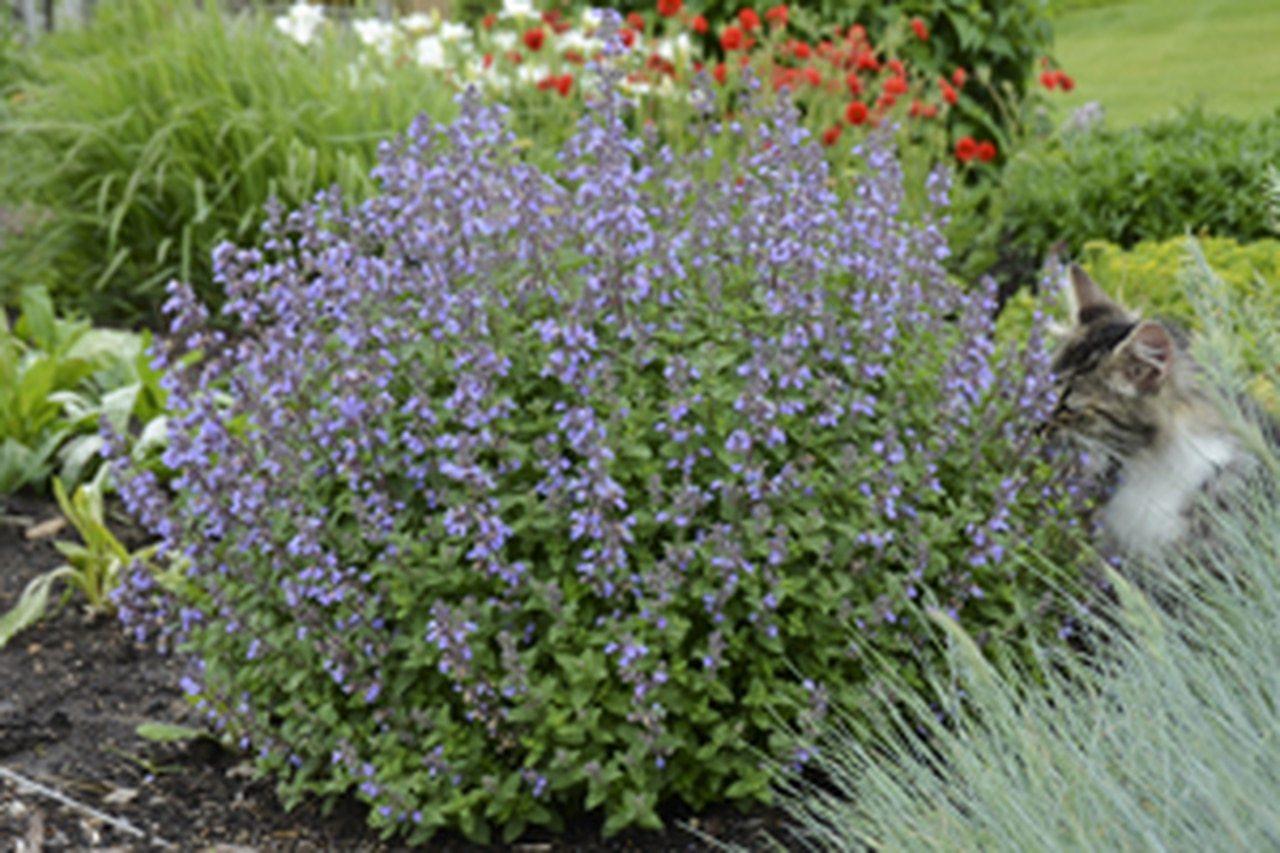 Photo of the entire plant of Catmint (Nepeta x faassenii 'Purrsian Blue') posted by Joy - Garden.org