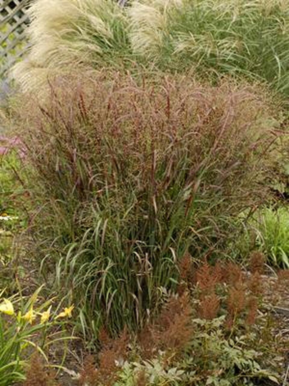 Switchgrass (Panicum virgatum 'Prairie Fire') - Garden.org