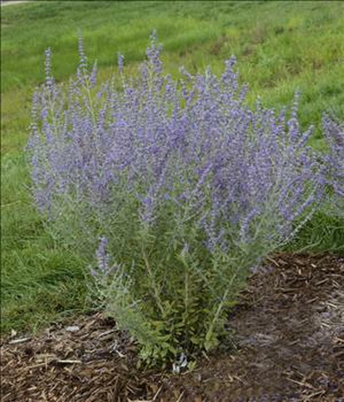 Russian Sage (Salvia 'Rocketman') in the Salvias Database - Garden.org