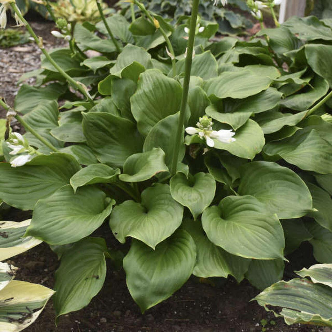 Hosta 'Royal Crest' in the Hostas Database - Garden.org