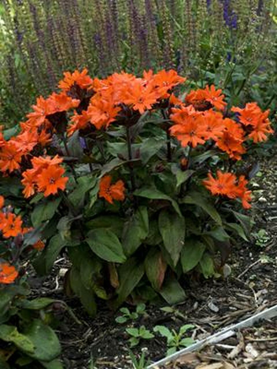 Photo of the entire plant of Arkwright's Campion (Silene 'Orange Zwerg ...