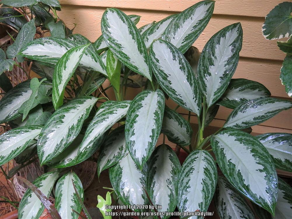 Aglaonemas: Plant Care and Collection of Varieties - Garden.org