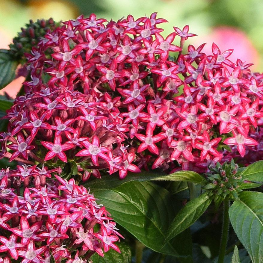 Photo of the bloom of Egyptian Star Cluster (Pentas lanceolata ...